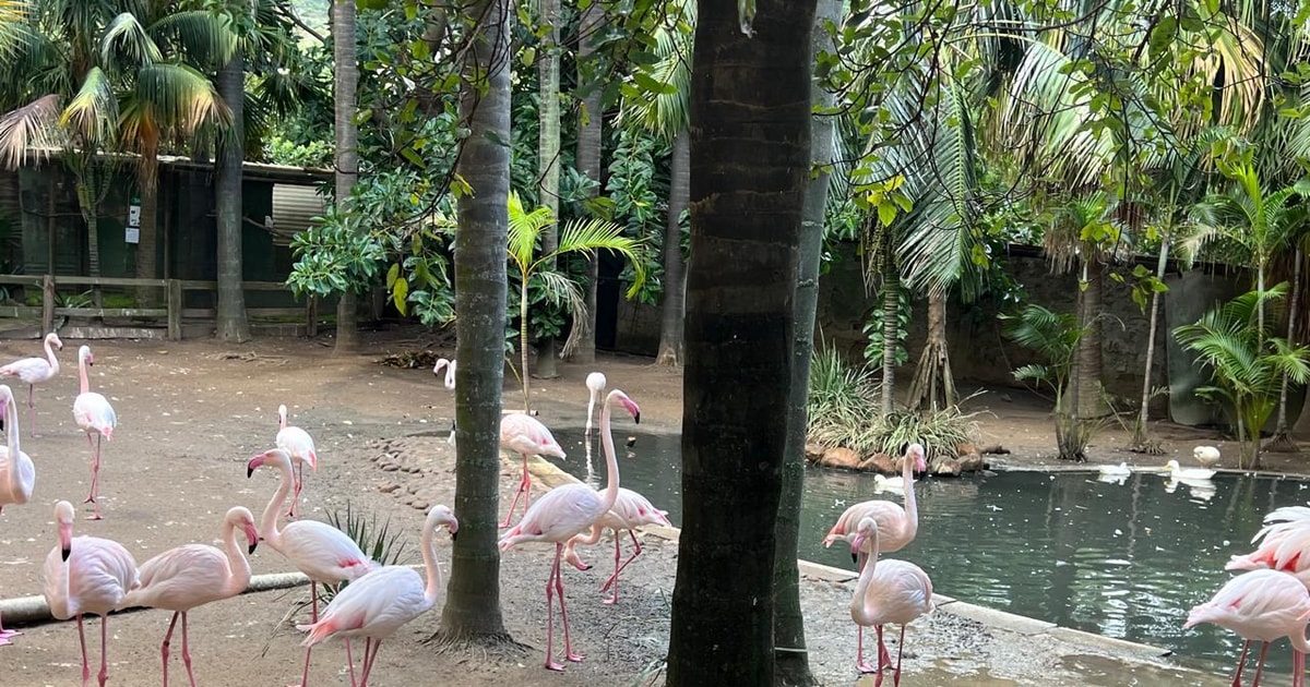 World of Birds, Kirstenbosch & Constantia Wine Private Tour | GetYourGuide