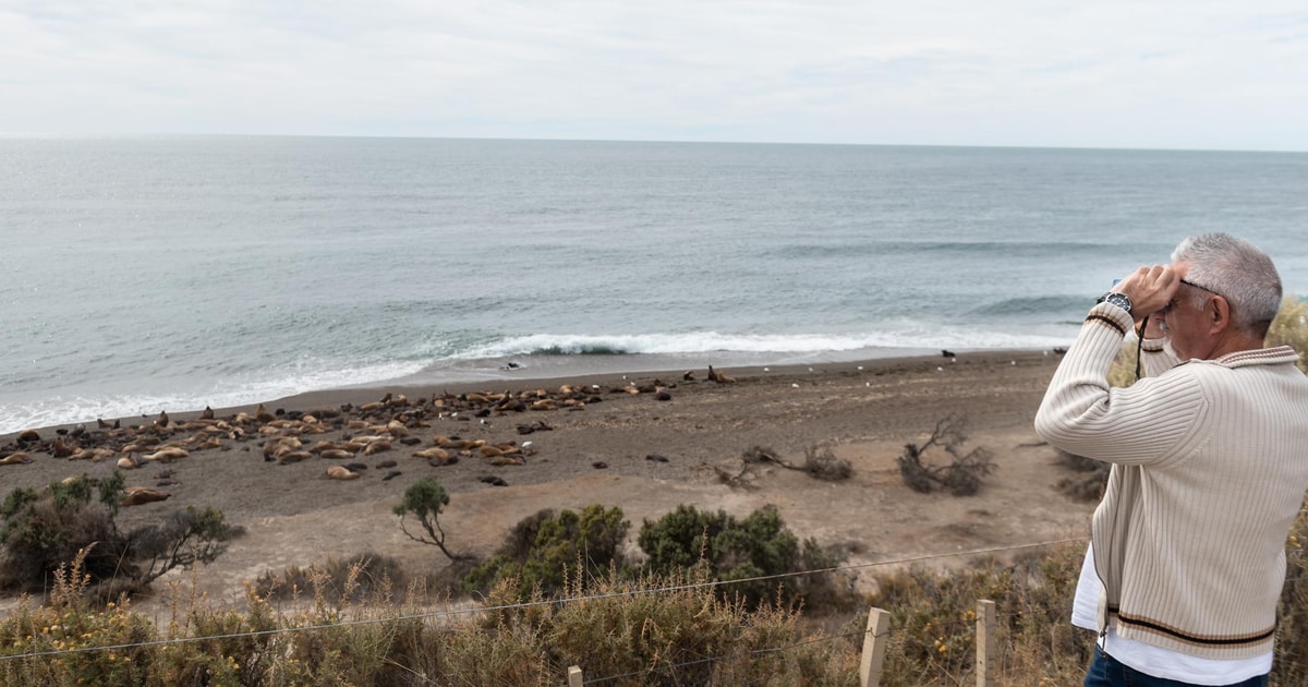 Visite d'une jounée de la péninsule de Valdes | GetYourGuide