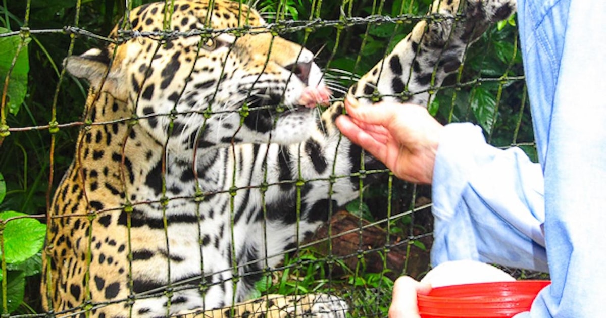 San Pedro: Belize Zoo & Cave River Tubing | GetYourGuide