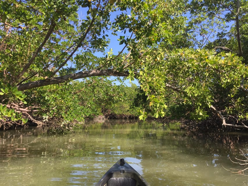 Marco Island: Mangrove Maze Kayak Tour (2hrs) | GetYourGuide