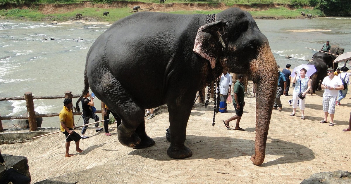 From Negombo: Kandy & Pinnawala Elephant Orphanage Day Tour | GetYourGuide
