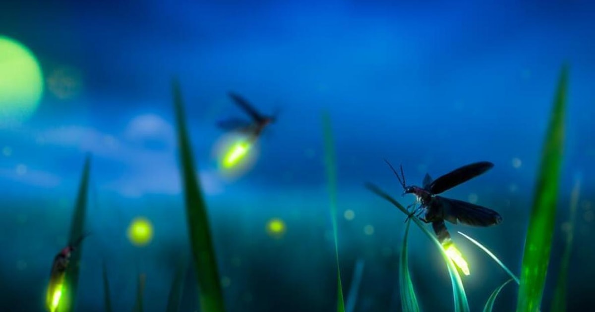 From Ubud: Magical Village Tour & Dinner with Fireflies View | GetYourGuide