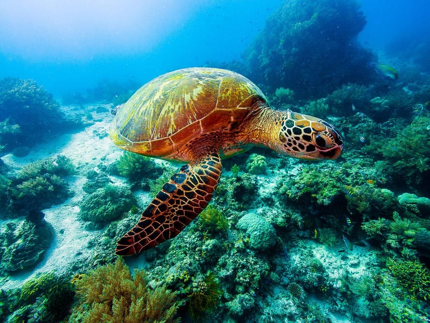 Bohol: Private Balicasag Tour with extra snorkeling time | GetYourGuide