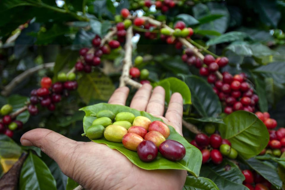 Bali: Mount Batur Sunrise Trekking & Coffee Plantation | GetYourGuide