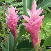 Private Waterfall, Rainforest & Handcrafted Chocolate Tour | GetYourGuide