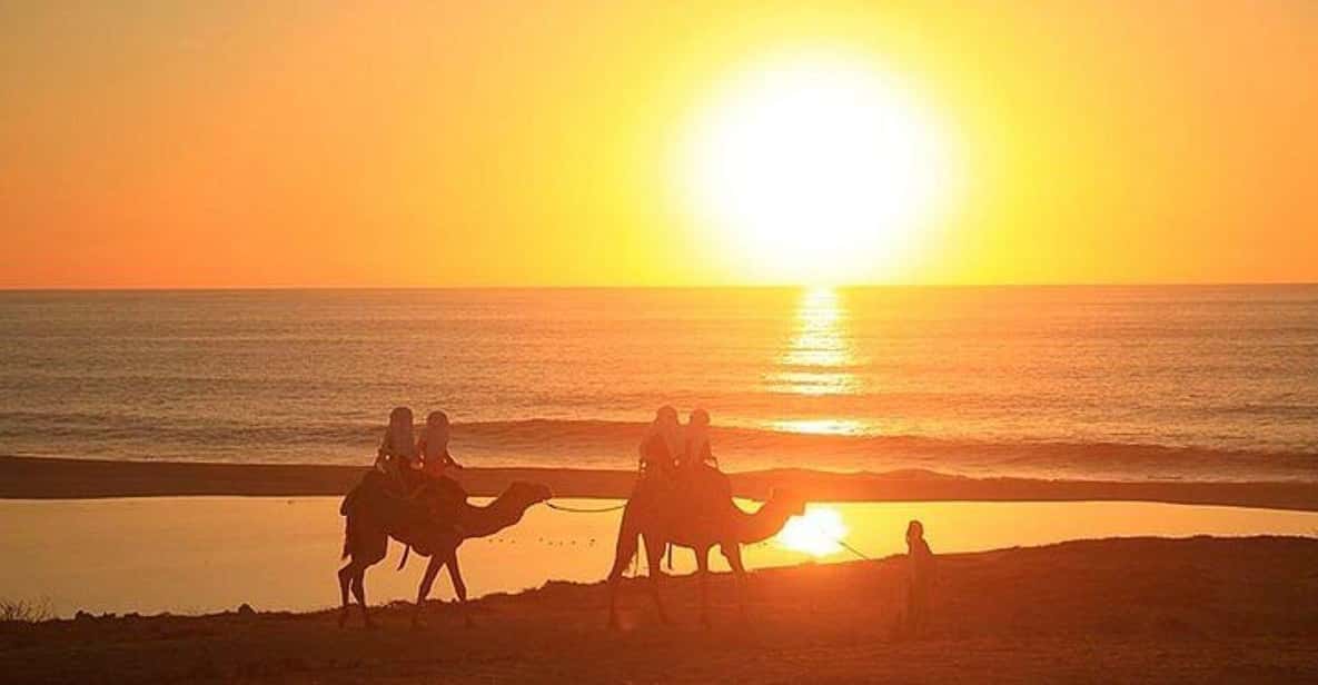 Cabo: Giro in cammello sulla spiaggia | GetYourGuide