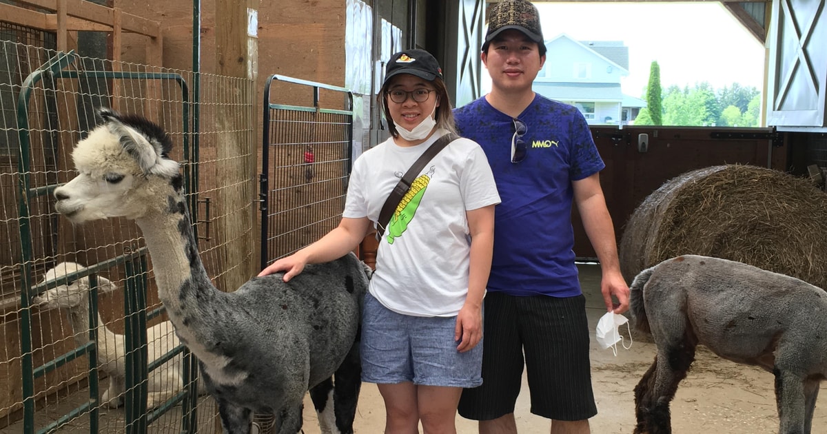 Private Alpaka Farm Tour | GetYourGuide