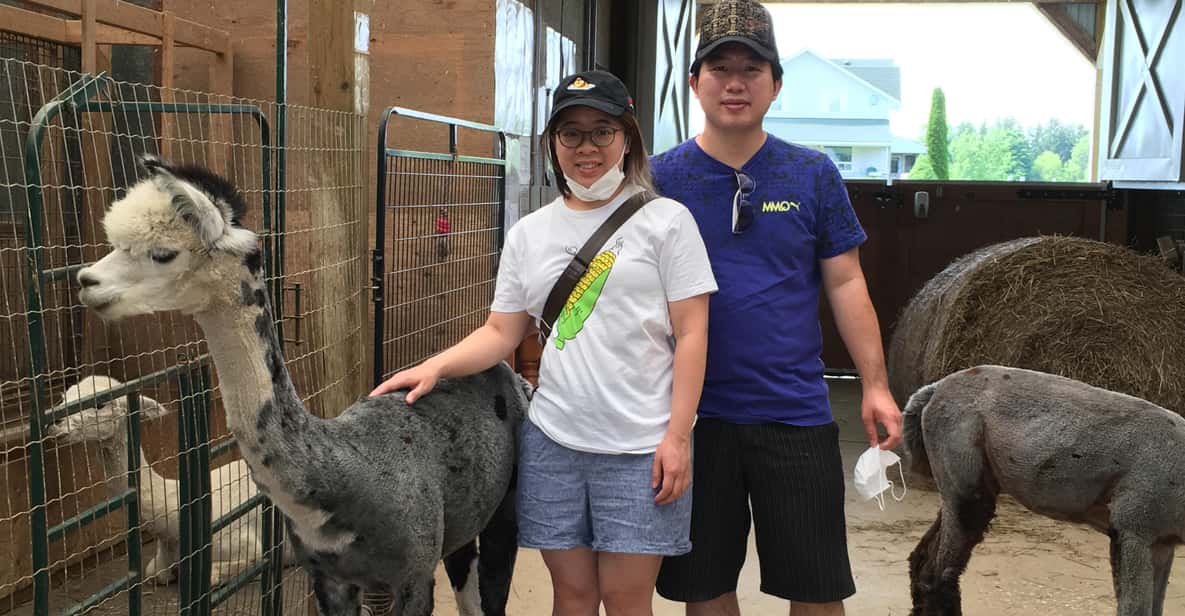 Private Alpaca Farm Tour | GetYourGuide