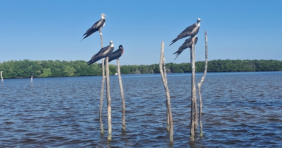 Río Lagartos: Flamingo Safari and Las Coloradas Tour | GetYourGuide