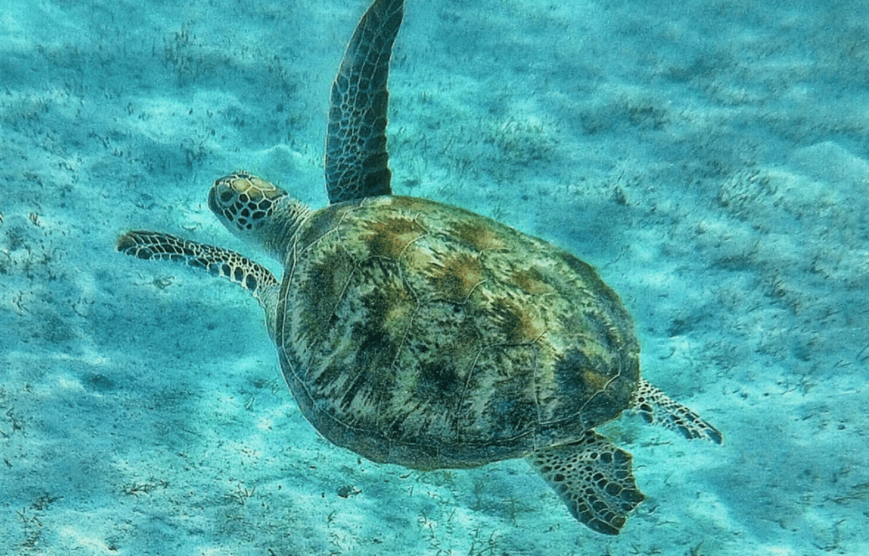 Puerto Barton con Excursión por Tierra de San Vicente (El Nido-Puerto ...