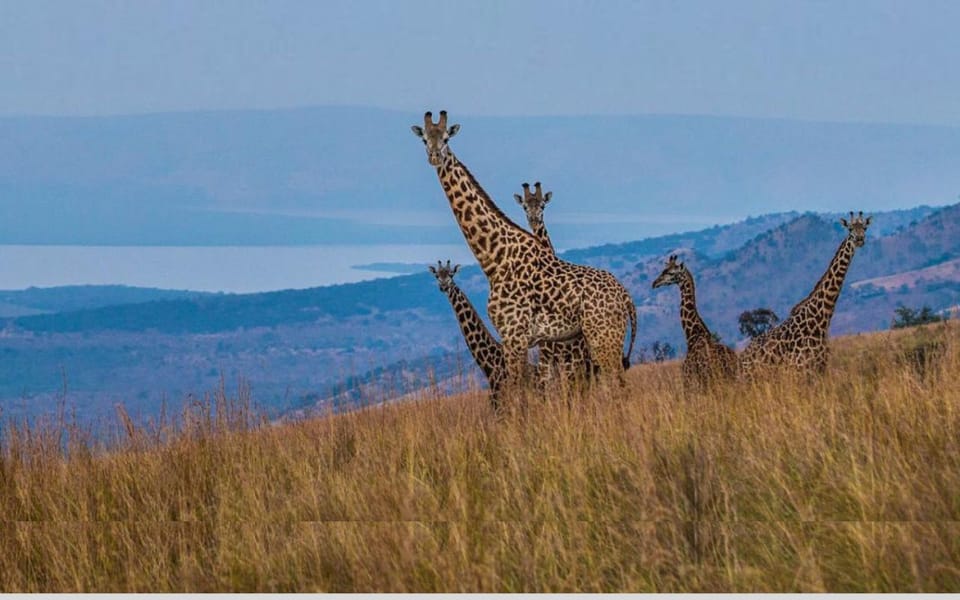 Akagera N. Park Boat ride & Game Drive Day-Trip | GetYourGuide