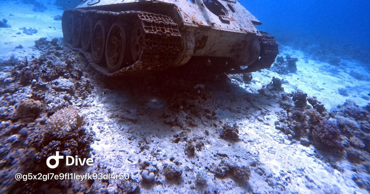 Museum Diving Experience in the Red Sea | GetYourGuide