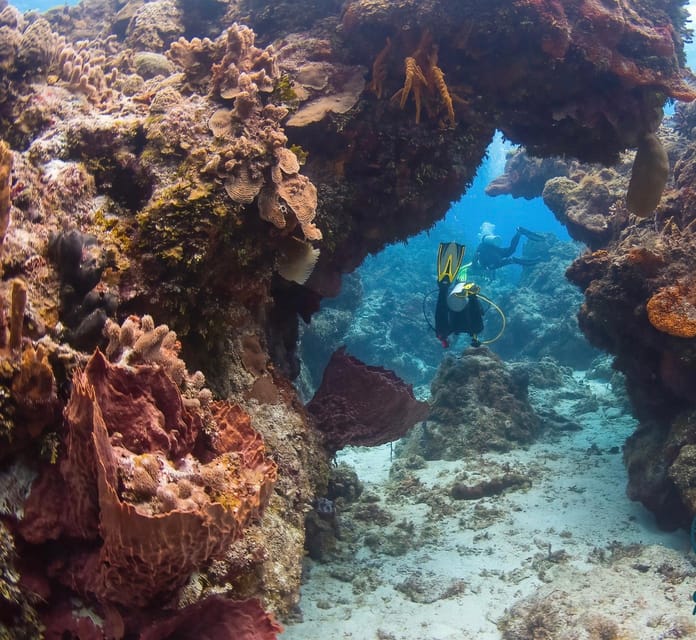cozumel reefs two dives from the boat | GetYourGuide