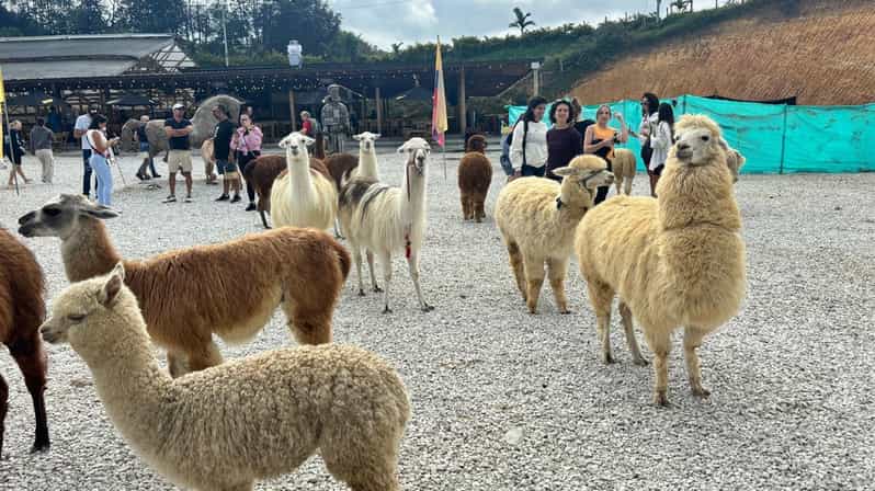 Tour Guatapé con visita a Granja de las Llamas y las Alpacas | GetYourGuide