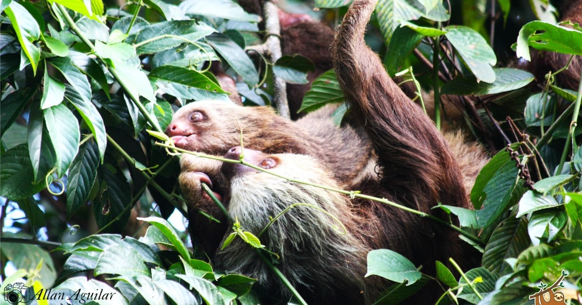 tour chocolate and coffe and sloth tour | GetYourGuide