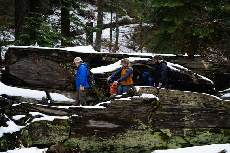 Heart of the Giant Forest Hike: Congress Trail& Sherman Tree | GetYourGuide