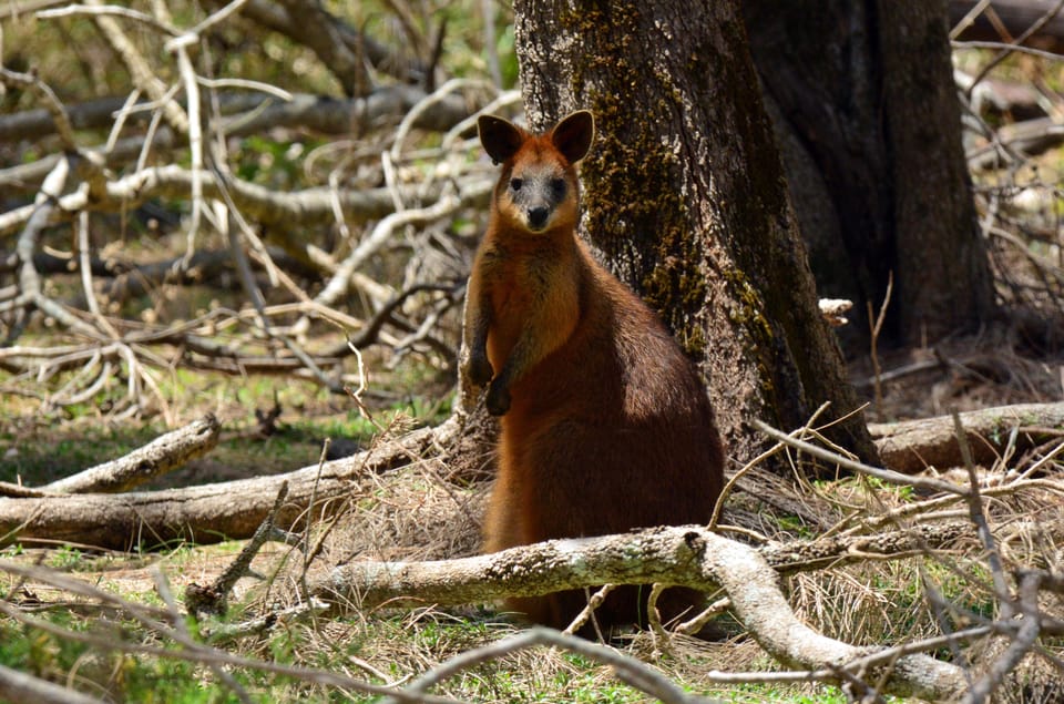 Gold Coast Hinterland Kangaroo & Mountain Views Day Tour | GetYourGuide