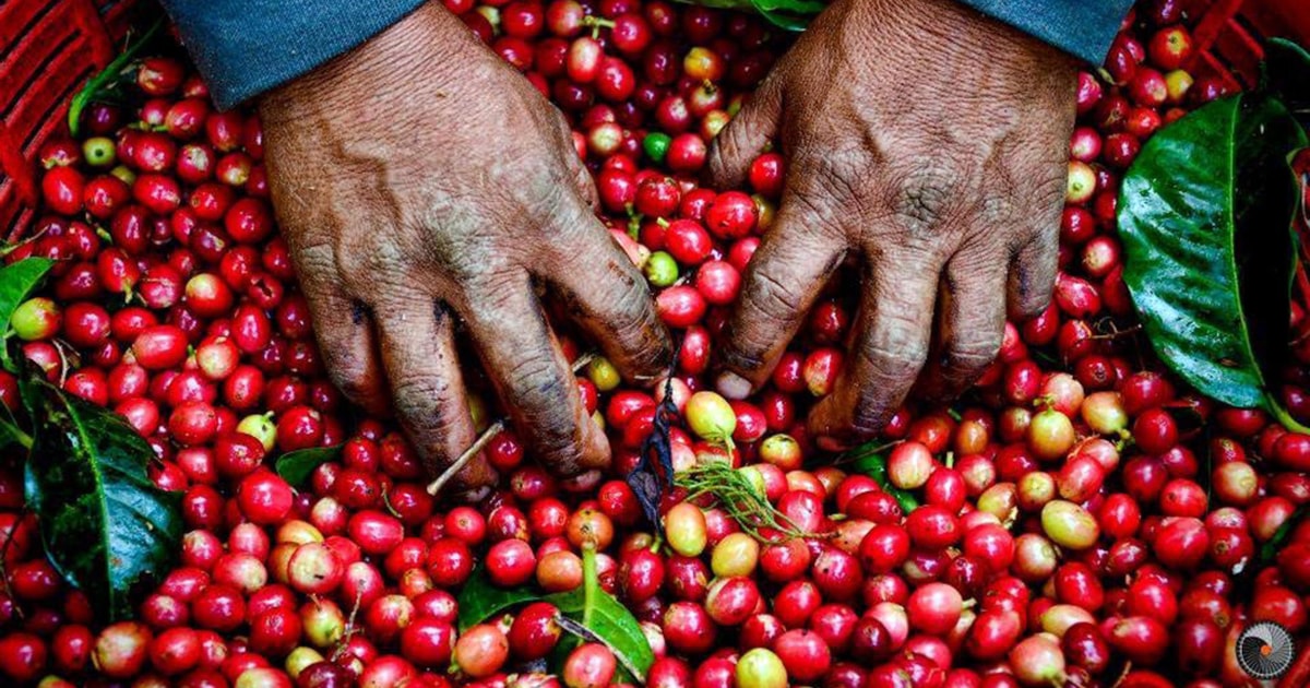 Nairobi: Coffee Farm and Factory Guided Tour | GetYourGuide