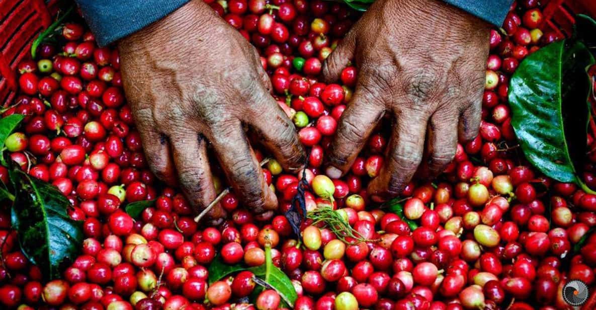 Nairobi: Coffee Farm and Factory Guided Tour | GetYourGuide