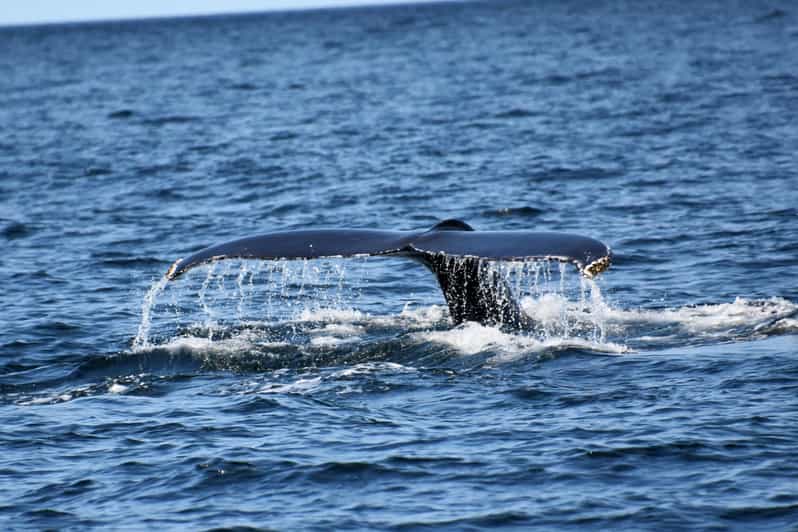 Hermanus: Whale Watching Tour with Penguin Colony Visit | GetYourGuide