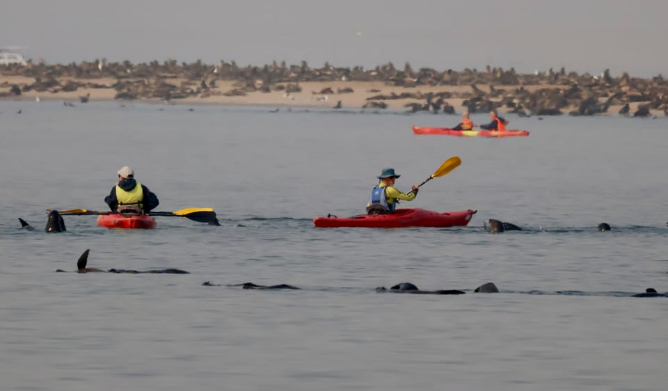Walvis Bay: Pelican Point Kayaking Tour | GetYourGuide