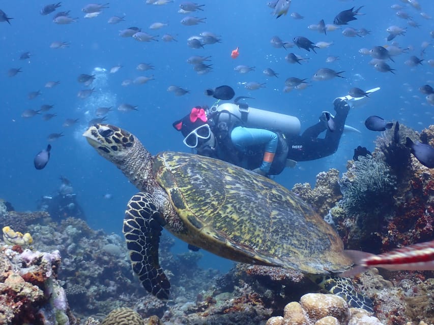 Descubre el submarinismo en Boracay | GetYourGuide