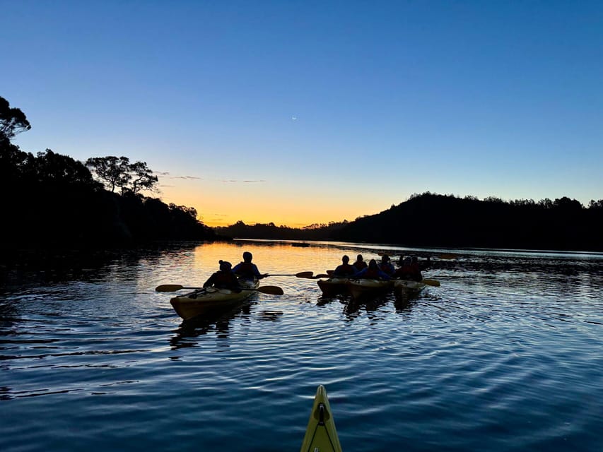 Auckland: Bioluminescence Kayak Tour | GetYourGuide