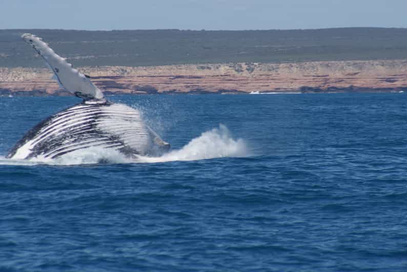 Kalbarri Whale Watching Tour | GetYourGuide