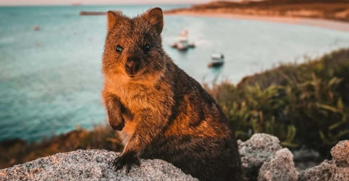 Isola di Rottnest: Escursione guidata di 12 km tra laghi e baie ...