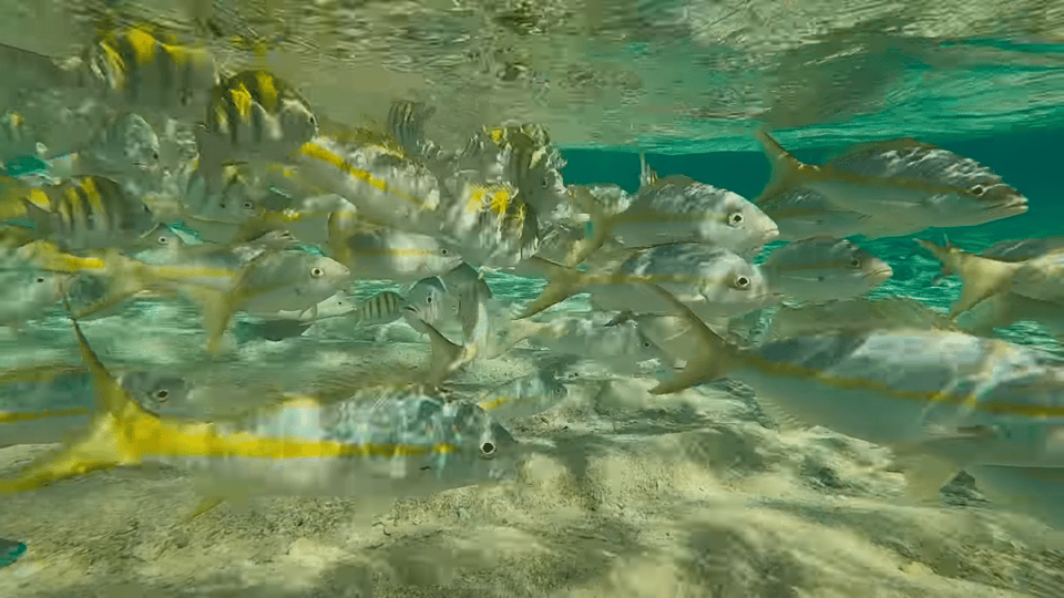 Cayo Arena: Isla Paraíso y Manglares tour privado | GetYourGuide