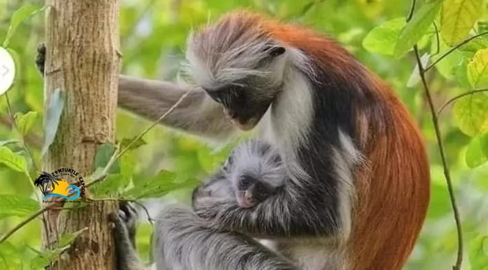 ザンジバル：ジョザニ森林国立公園のガイド付きツアー | GetYourGuide