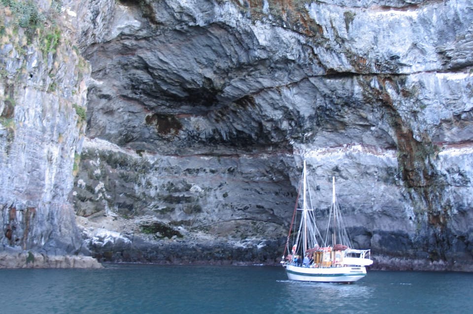 Akaroa: Wildlife Sailing Cruise with Dolphins and Penguins | GetYourGuide