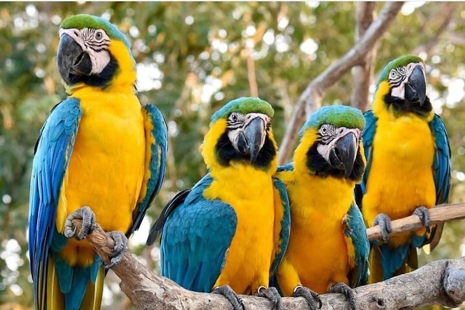 Cartagena: Excursión a la Playa de Barú con Aviario de Aves Opcional ...