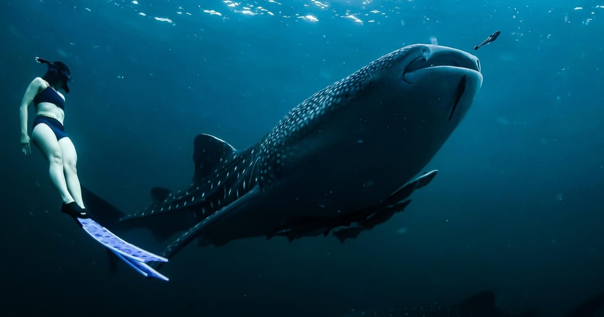 Saleh Bay, Sumbawa: Private Trip Swimming with Whale Sharks | GetYourGuide