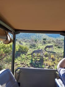 Johannesburg: 3 Hour Pilanesberg National Park Game Drive | GetYourGuide