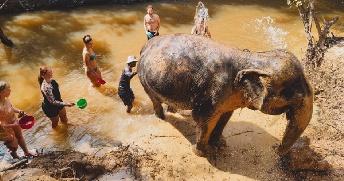 Cambodia Elephant Sanctuary and Banteay Srey Temple Tour | GetYourGuide