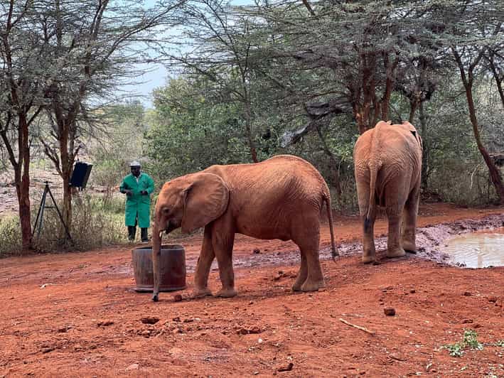 Εθνικό Πάρκο Ναϊρόμπι, Elephant Trust και Κέντρο Καμηλοπάρδαλης ...