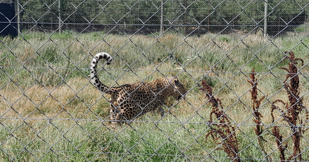 Cheetah encounter-Giraffes hse lion's park, and Wine Tasting | GetYourGuide