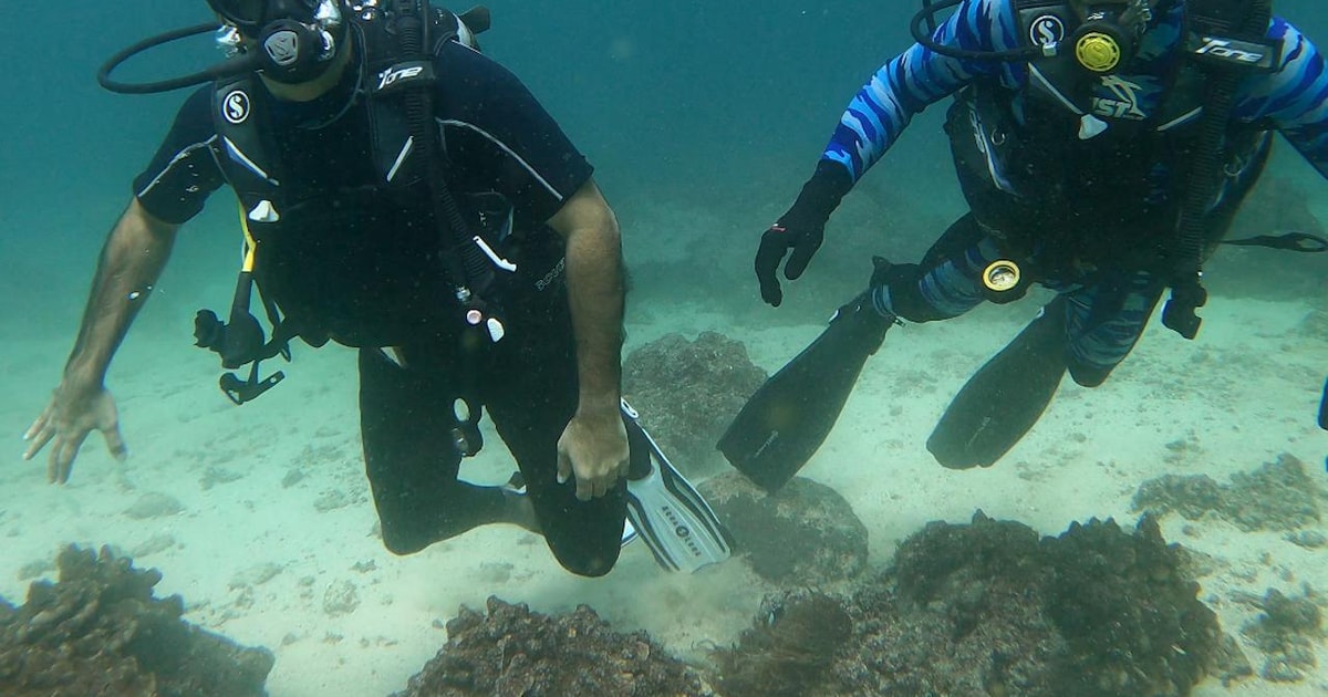 aventure de plongée sous-marine sur l'île d'al fahal | GetYourGuide