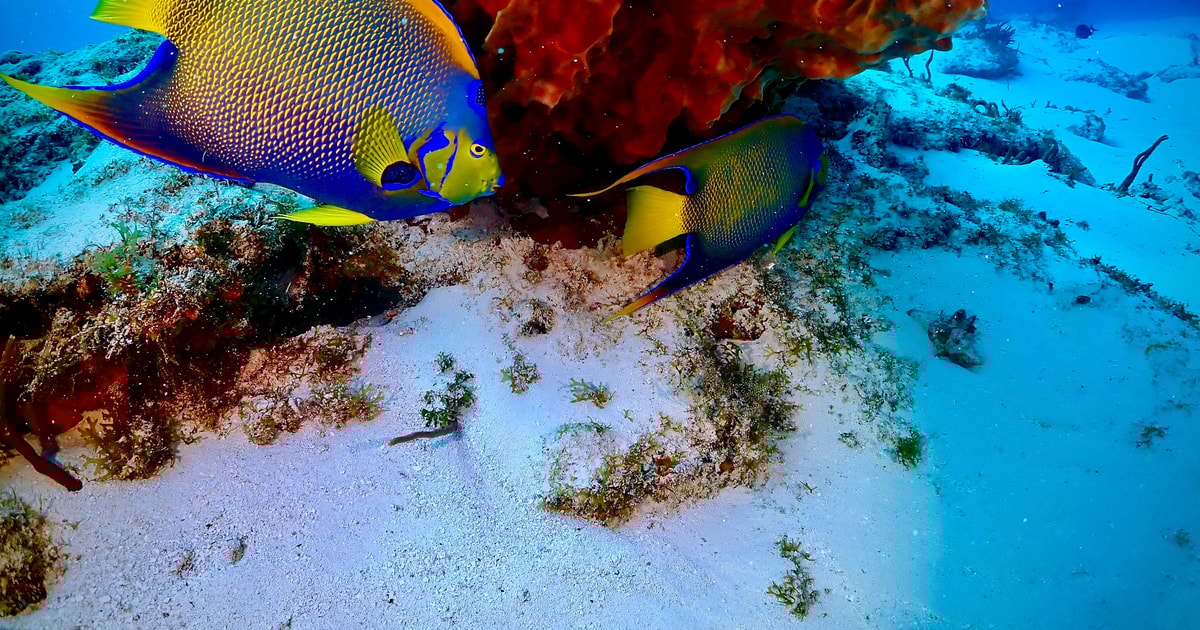 Tulum: 2 Tank Reef Diving | GetYourGuide