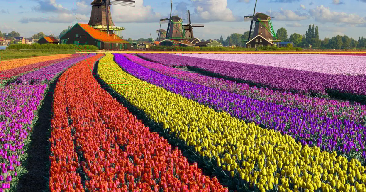 Amsterdam: Zaanse Schans, Den Haag & Rotterdam Tour | GetYourGuide