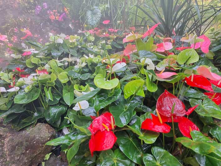 From Chiang Rai: Doi Chang Coffee Route & Temple Treasures | GetYourGuide