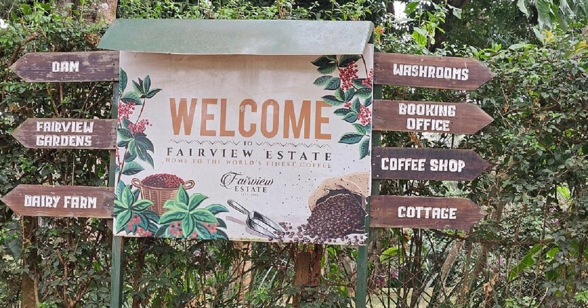 Nairobi: Fairview Coffee Estate Tour with Coffee Tasting | GetYourGuide