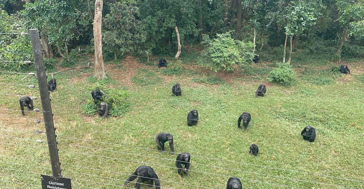 Entebbe: Ngamba Island Chimpanzee Trekking Day Trip | GetYourGuide