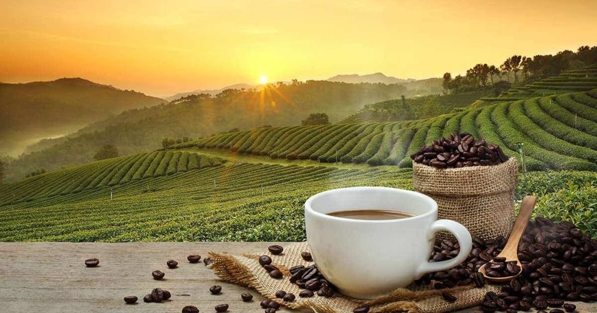 Zanzibar: Coffee and Tea Plantation Tour with Tastings | GetYourGuide