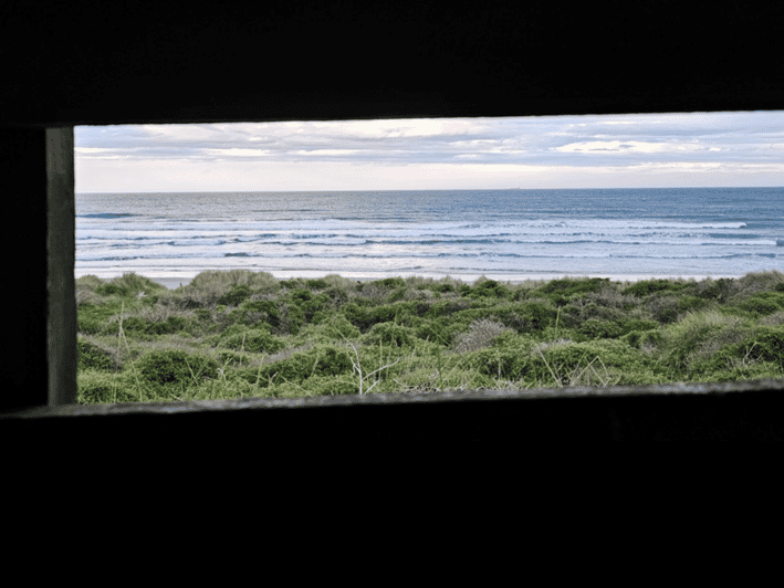 Dunedin: Wildlife and Penguin Tour | GetYourGuide