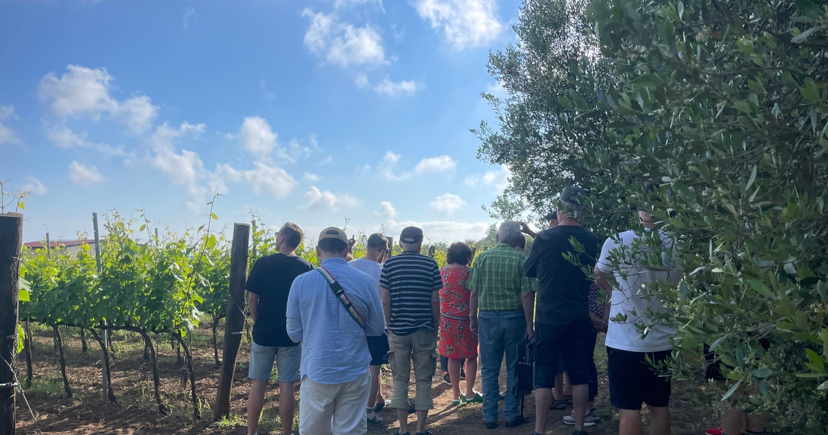 Tropea: Rustic Wine Experience on a Family Farm in Calabria | GetYourGuide