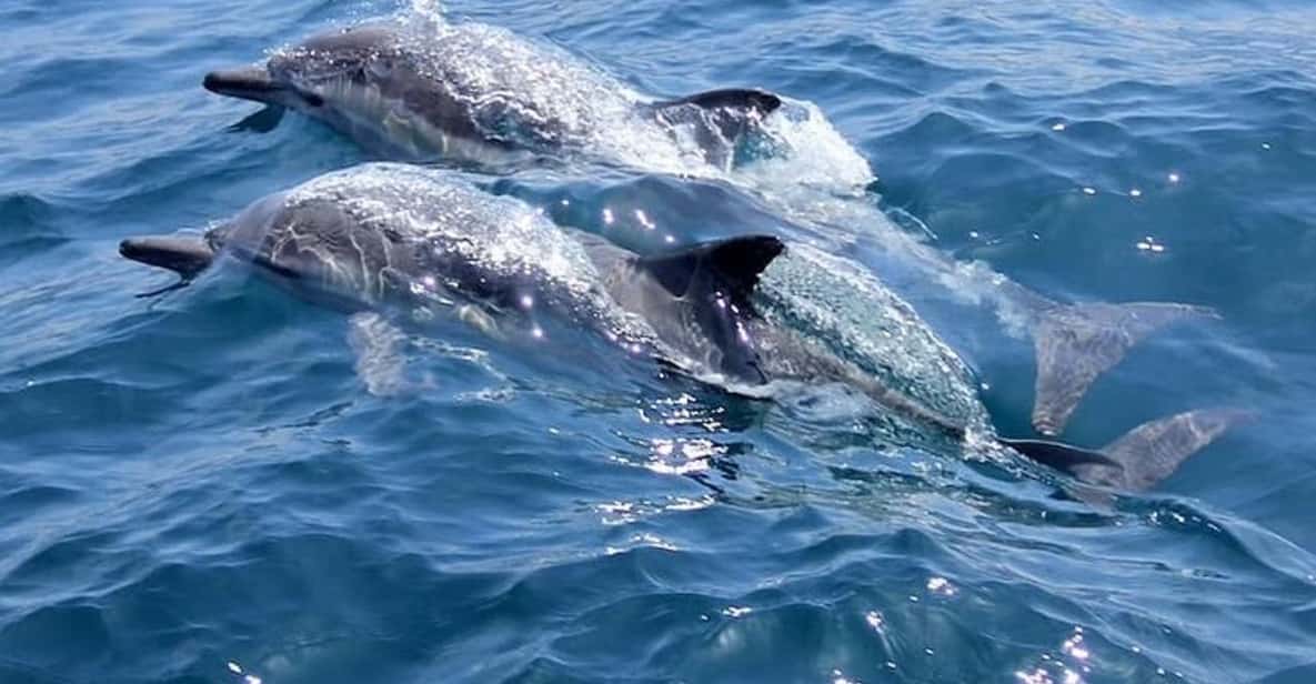 Noosa : Parc national et safari d'observation des dauphins | GetYourGuide