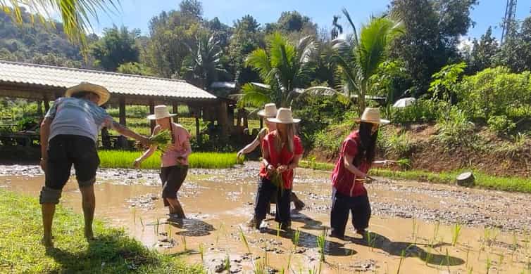 Chiang Mai: Half-Day Rice Farming Experience | GetYourGuide