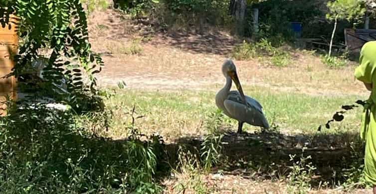 Divjaka-Karavasta National Park Daily Tour | GetYourGuide